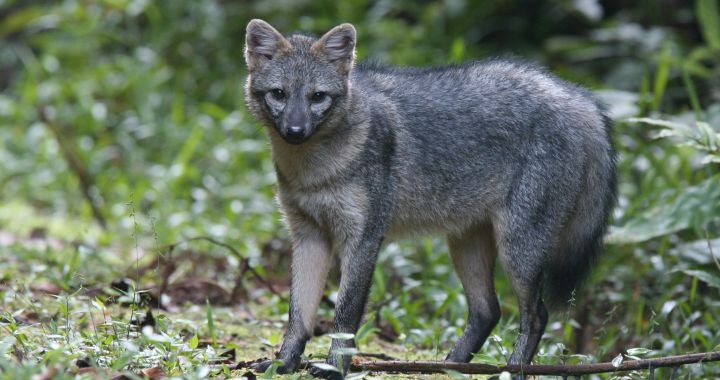 Zorros aparecen en diferentes partes de Bogotá | Actualidad | LOS40 ...
