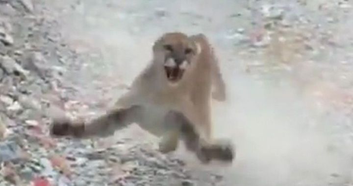 Aterrador e impactante video de un puma asechando a un joven ...